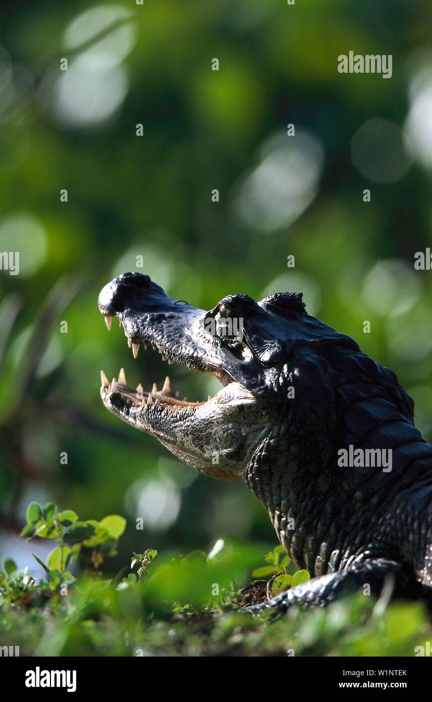 Caiman, Pantanal, Mato Grosso Brazil Stock Photo - Alamy
