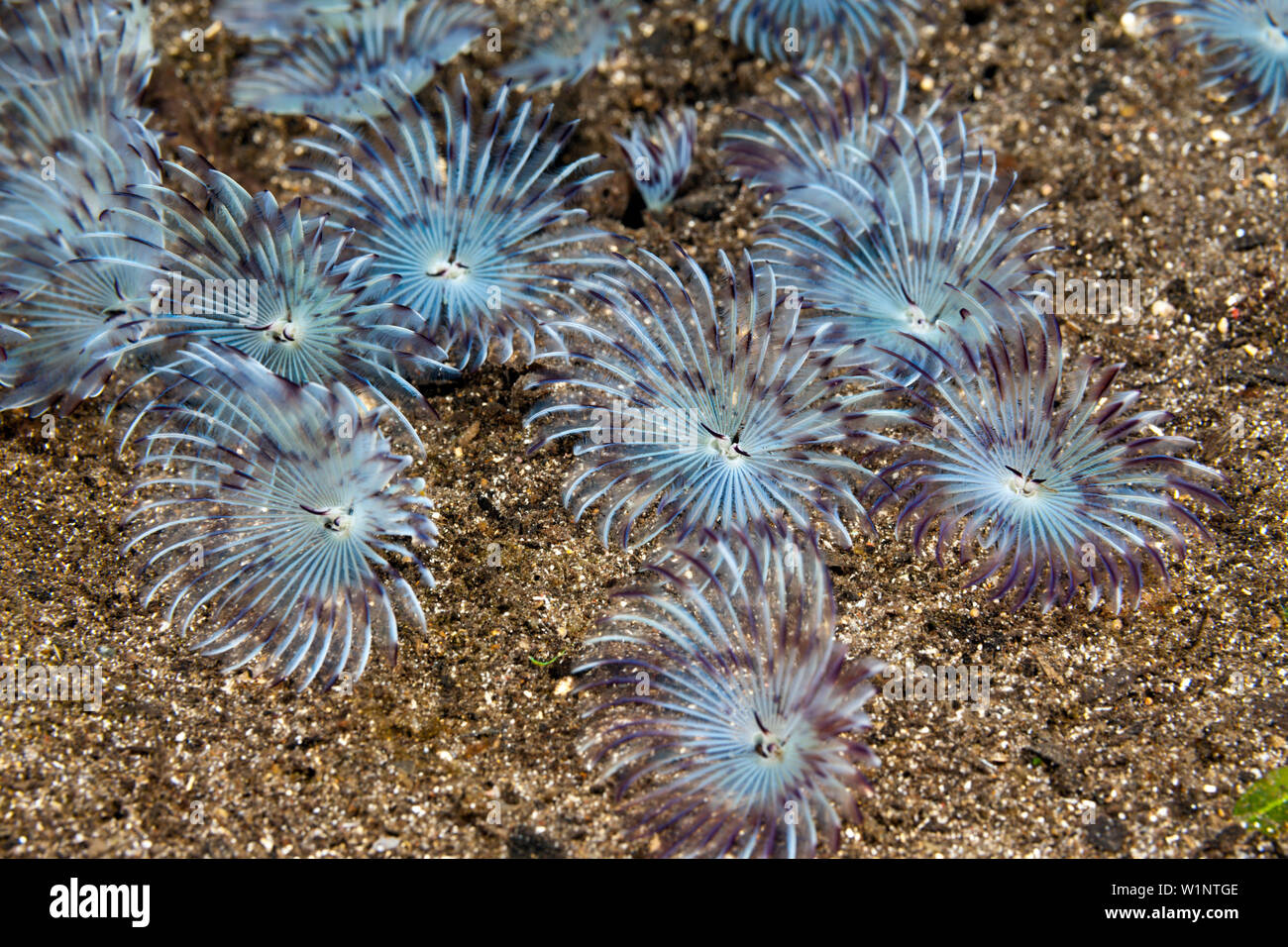 Fan worms hi-res stock photography and images - Alamy