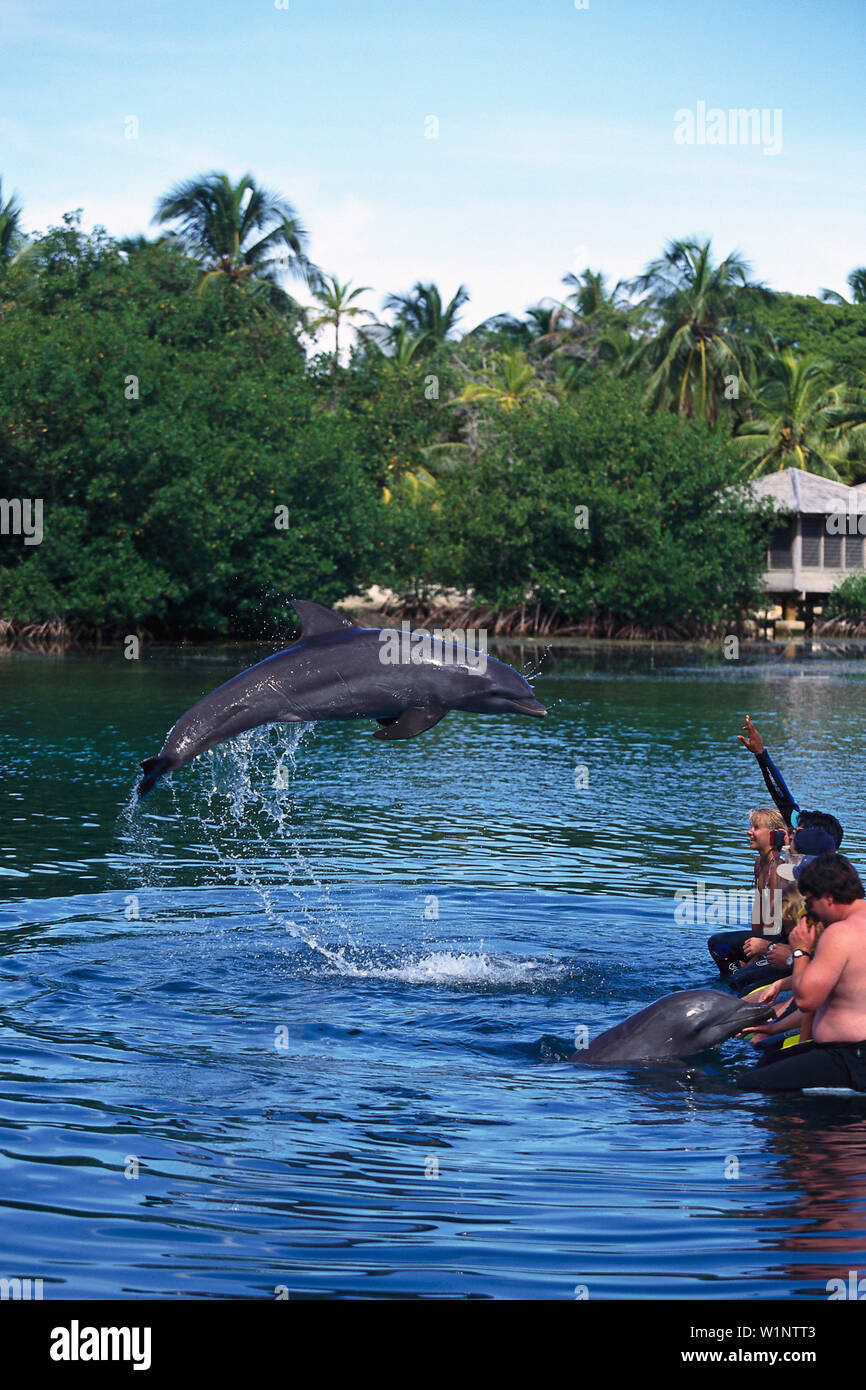 Dolphin Show, Roatan, Islas de la Bahia, Hunduras, Caribbean Stock ...
