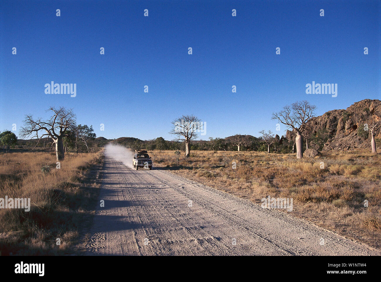 Outback Track & Boab Trees, Near Fitzroy Crossing WA, Australia Stock ...