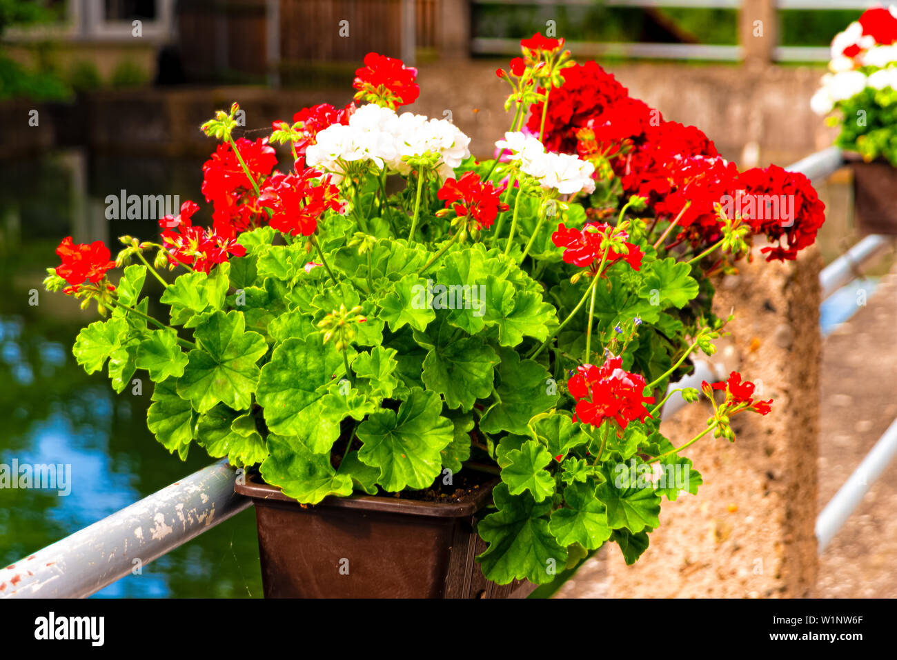 Window garden flower box geraniums hi-res stock photography and images ...