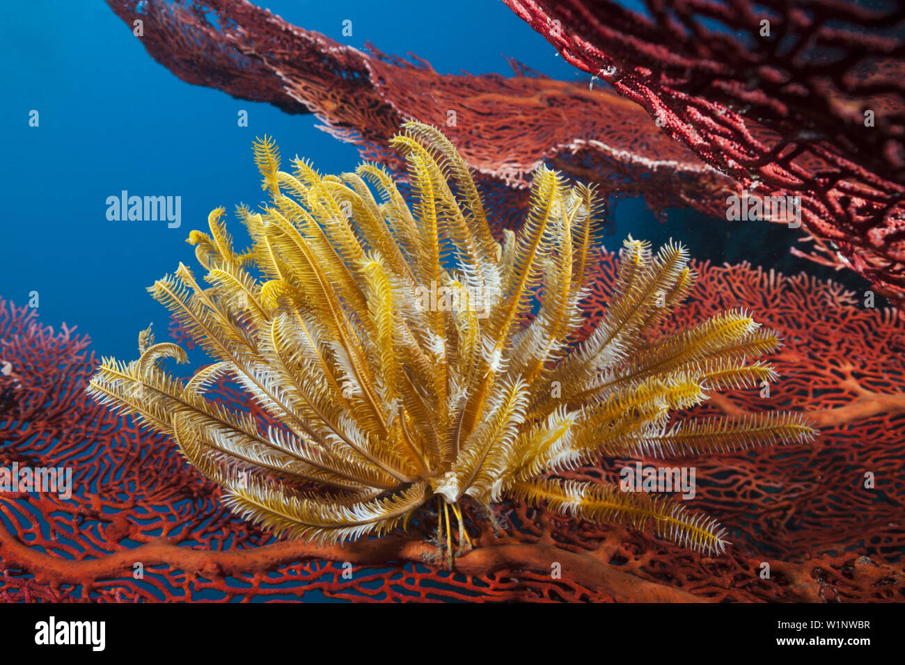 Yellow Crinoid on Sea Fan, Comanthina schlegeli, Marovo Lagoon, Solomon ...