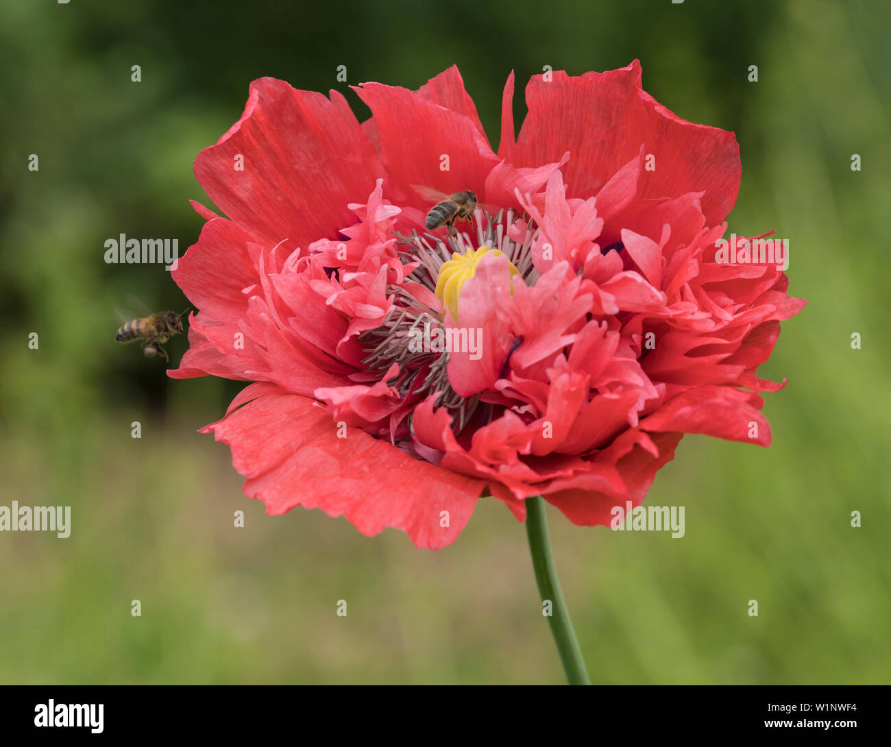 Red double poppy growing wild with honey bees Stock Photo - Alamy