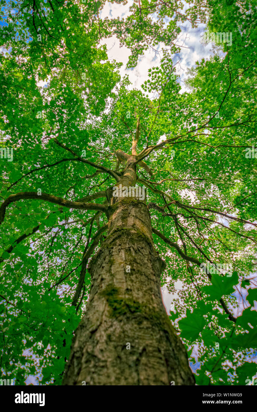 Tree from the trunk to the crown Stock Photo - Alamy