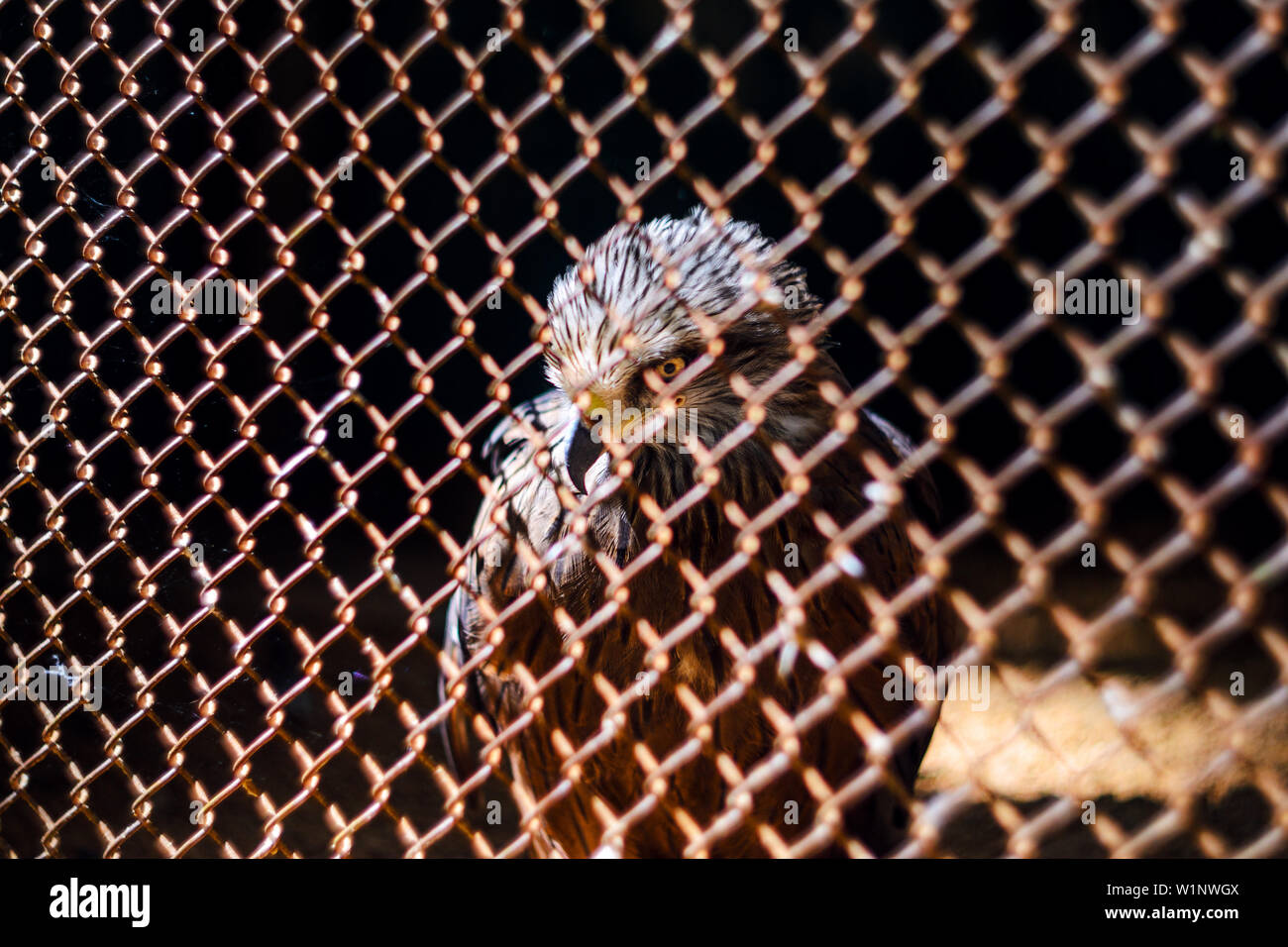 Hawk in the Cage of the Zoo, Bird of Prey. Bay-Winged Hawk, Dusky Hawk ...