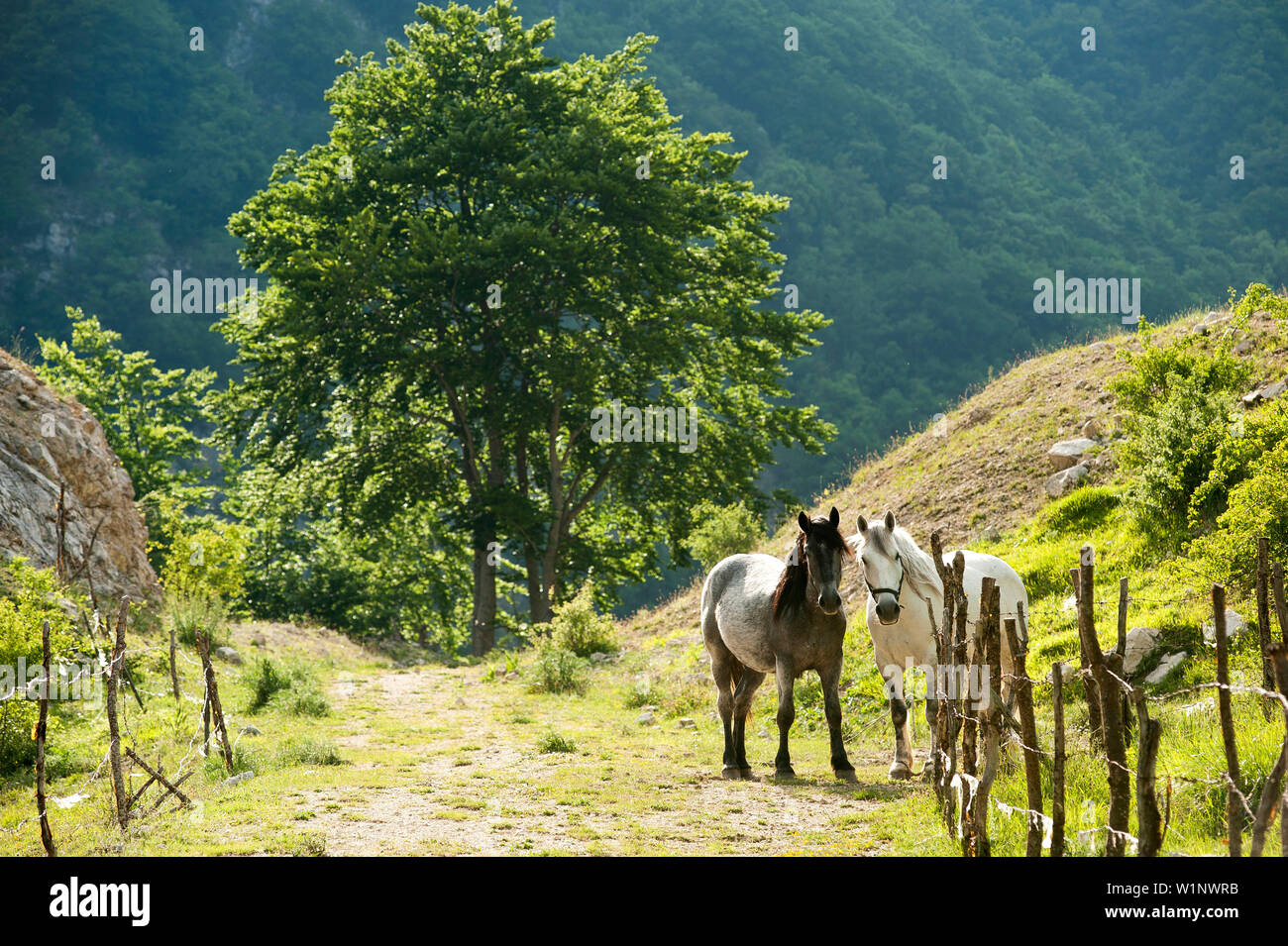 Jovana hi-res stock photography and images - Alamy