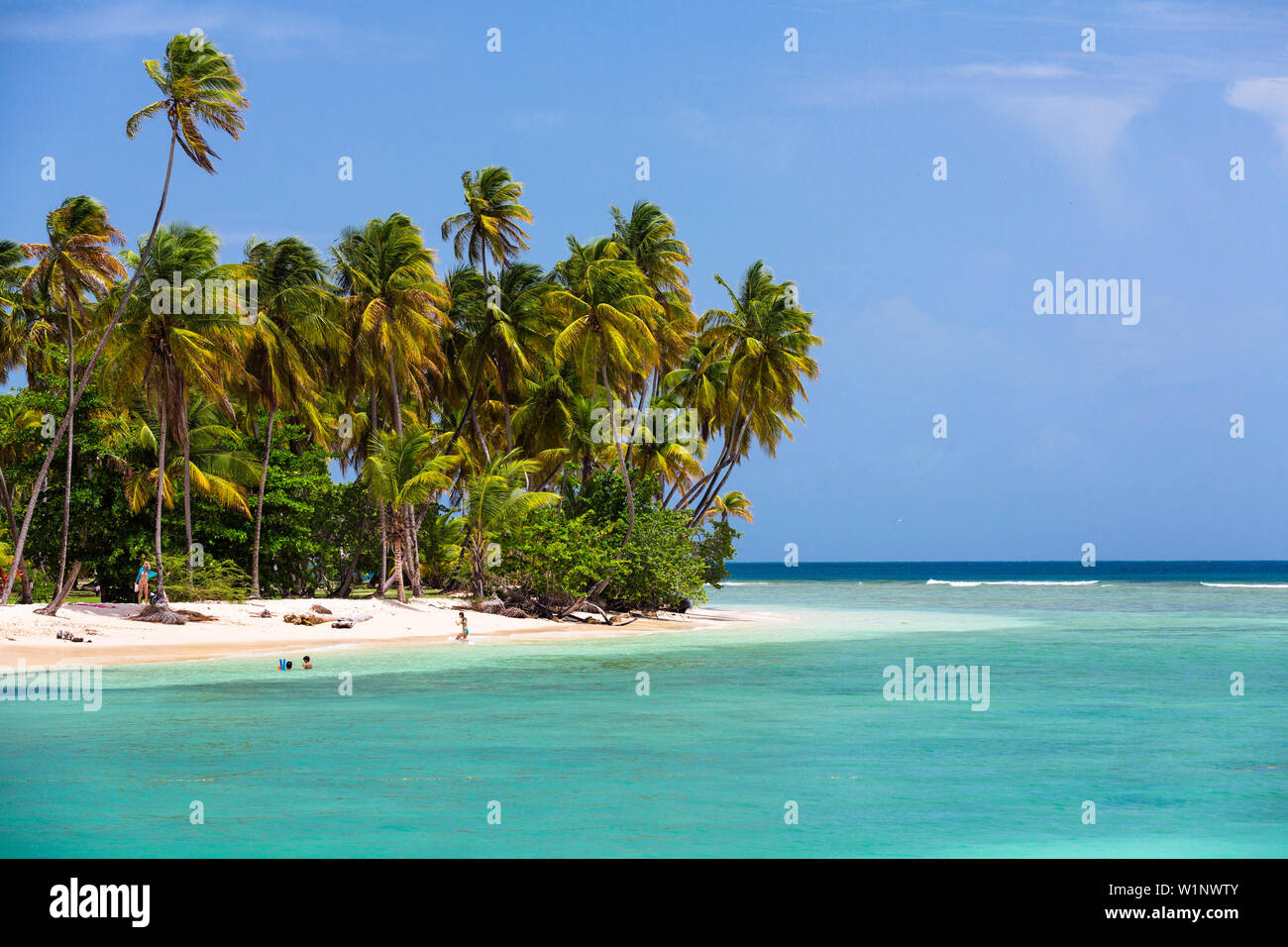 Coconut trees at the beach hi-res stock photography and images - Alamy