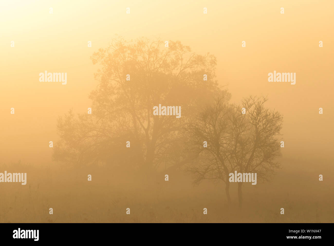 Suffusing hi-res stock photography and images - Alamy