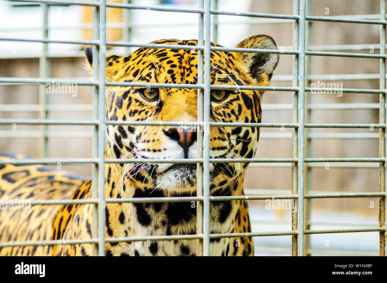 Portrait of Jaguar Close Up. Panthera Onca, Big Cat in a Zoo Cage Stock ...