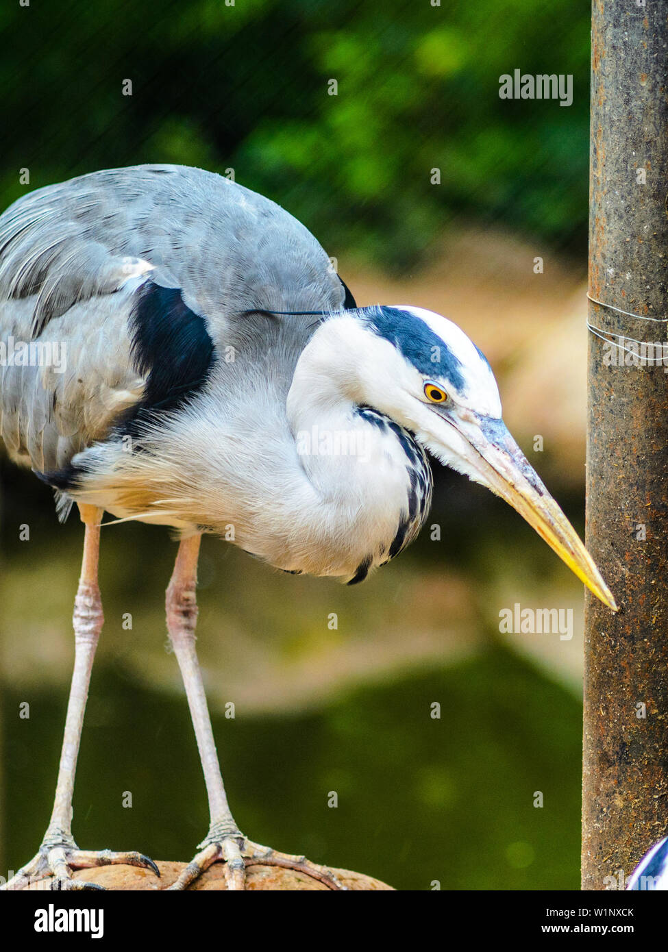 A Grey Heron Ardea Cinerea in the Zoo. Tall and Long-Legged Predatory ...
