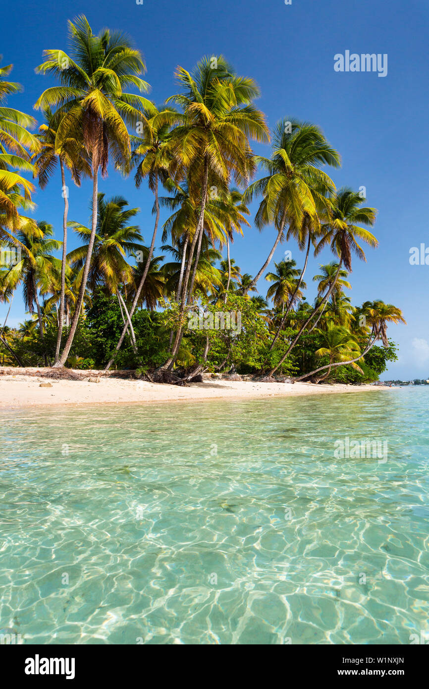 Coconut trees at the beach hi-res stock photography and images - Alamy