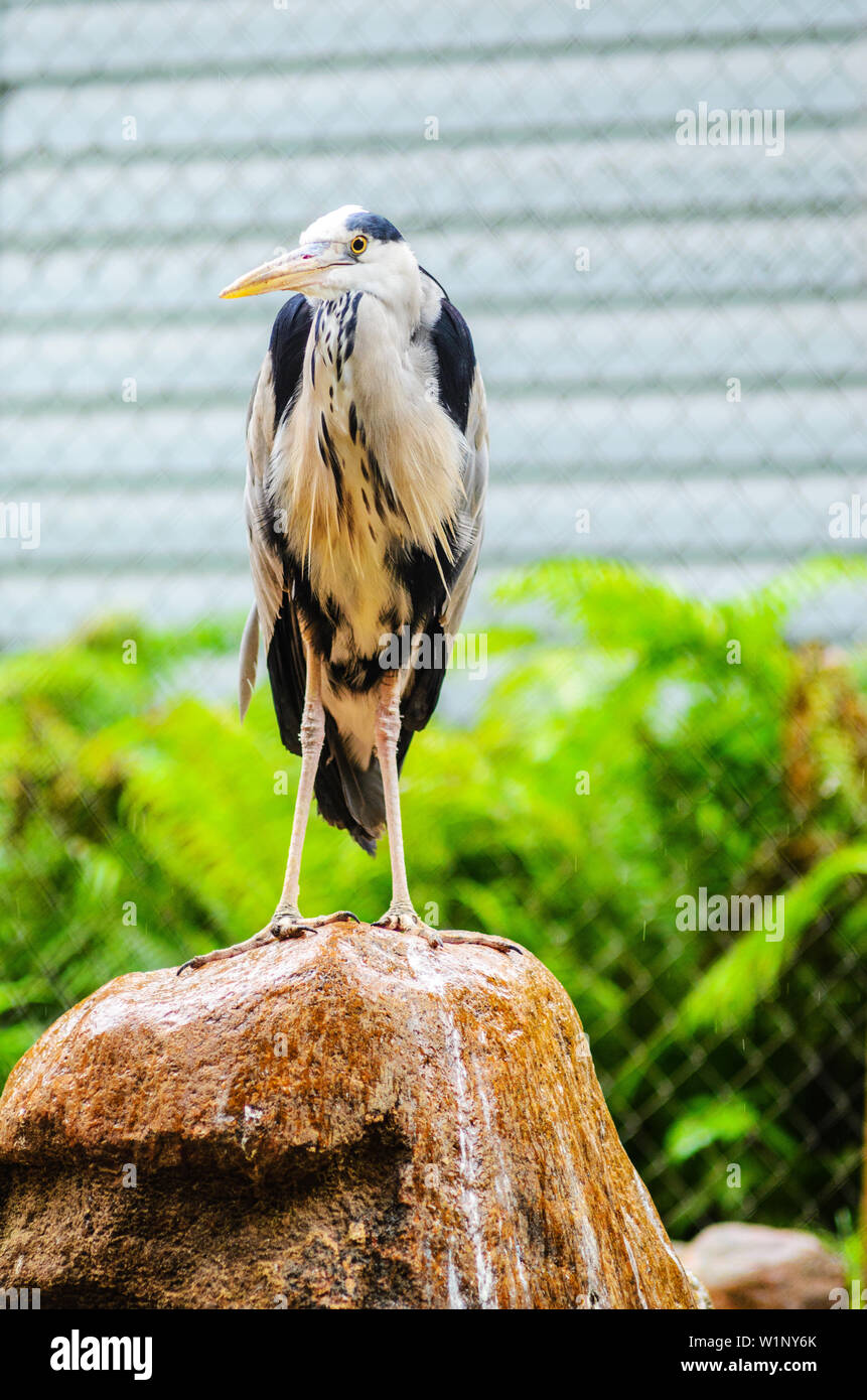 A Grey Heron Ardea Cinerea in the Zoo. Tall and Long-Legged Predatory ...