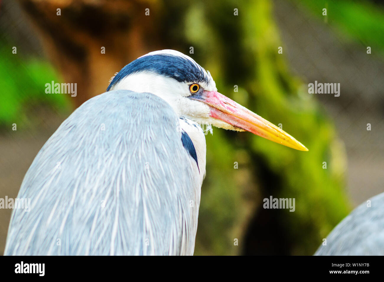 A Grey Heron Ardea Cinerea in the Wild. Tall and Long-Legged Predatory ...
