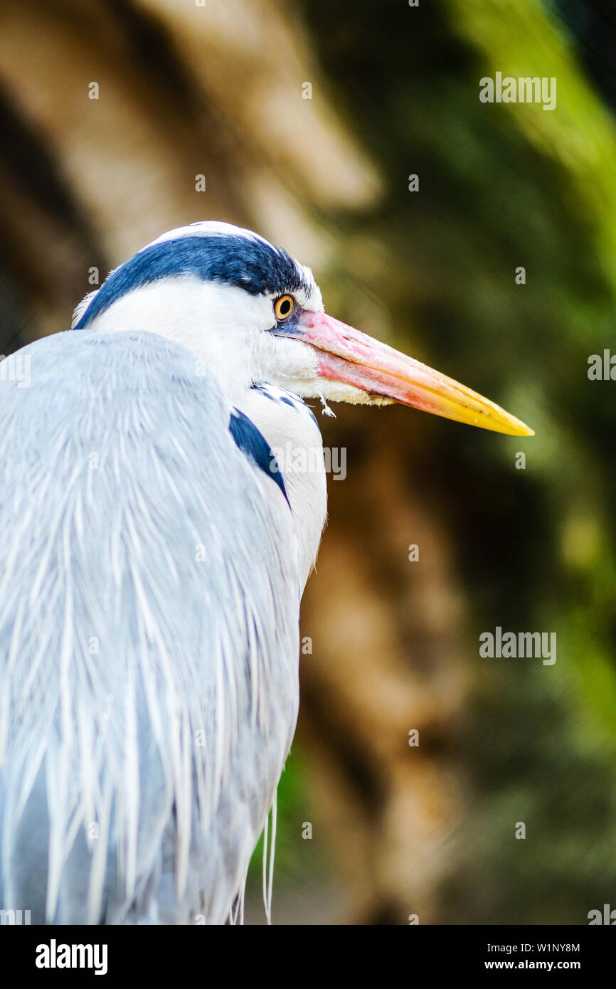 A Grey Heron Ardea Cinerea in the Wild. Tall and Long-Legged Predatory ...