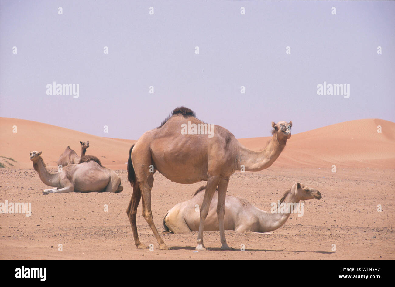 Arabische kamele hi-res stock photography and images - Alamy