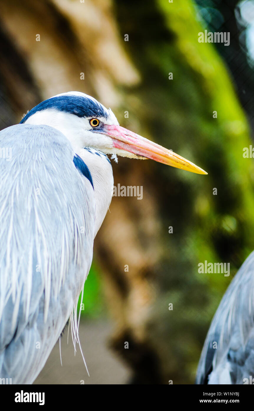 A Grey Heron Ardea Cinerea in the Wild. Tall and Long-Legged Predatory ...