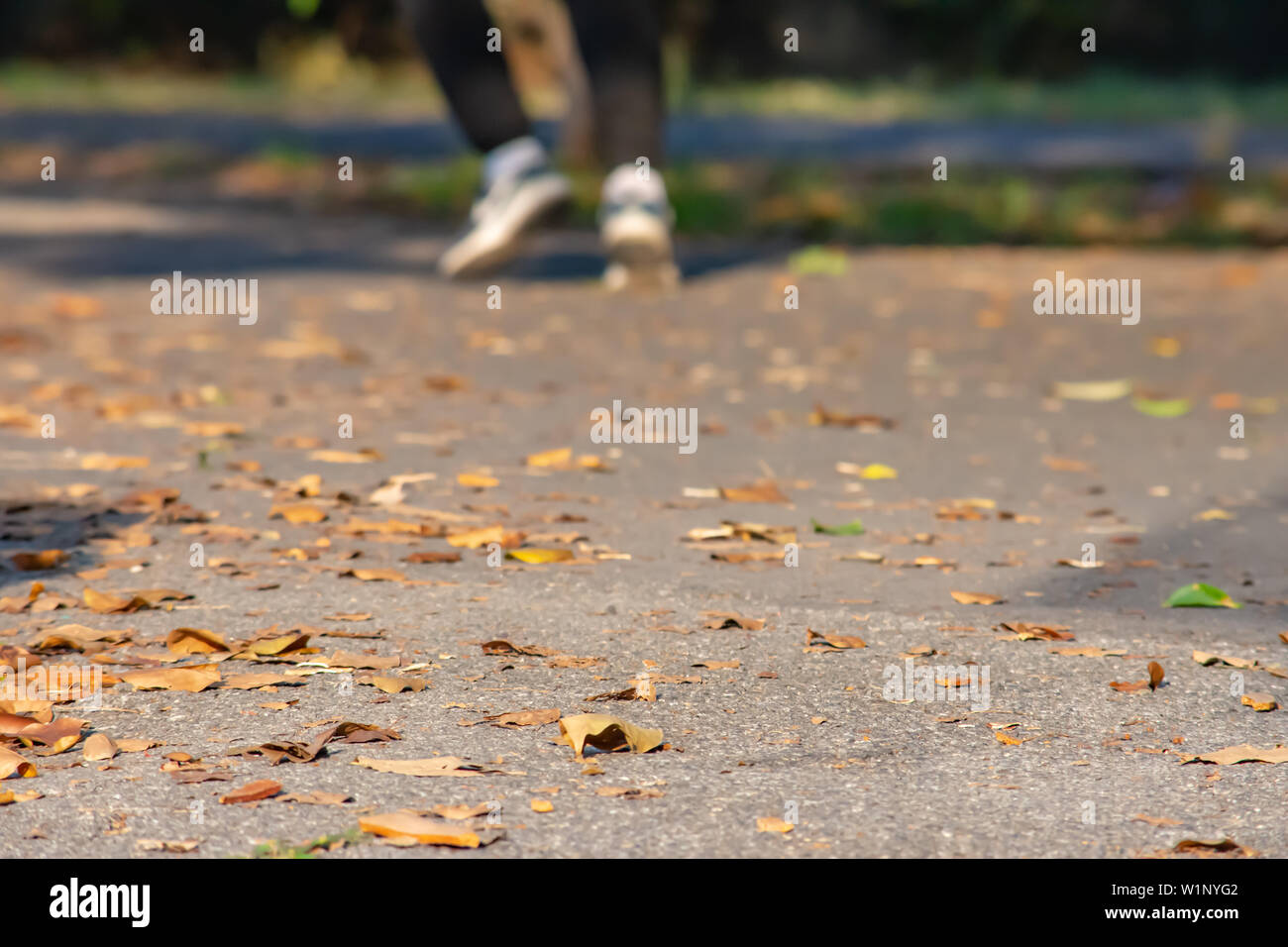 Runner leaves hi-res stock photography and images - Alamy