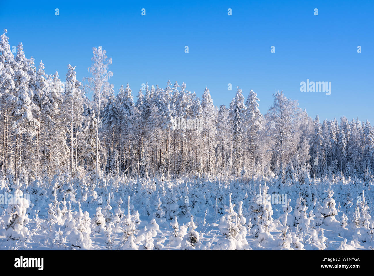 Snowy pine forest hi-res stock photography and images - Alamy