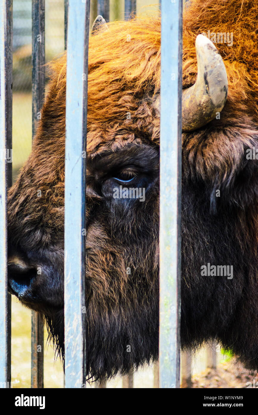 Bison Close Up Portrait in Zoo. Bison Bonasus. Head with Horns Stock ...