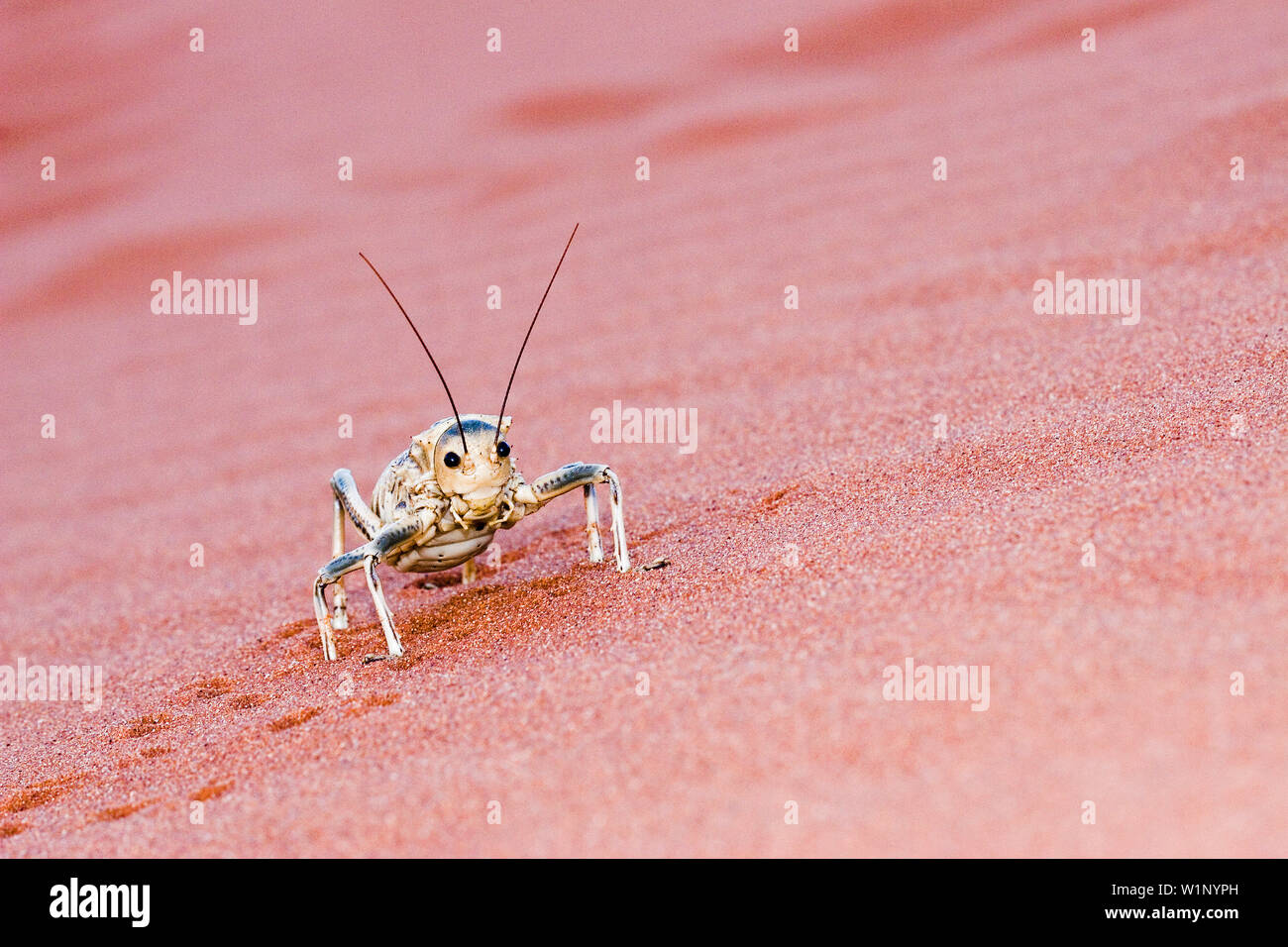 A huge grasshopper, a horned cricket, in the desert. Gondwana Namib ...