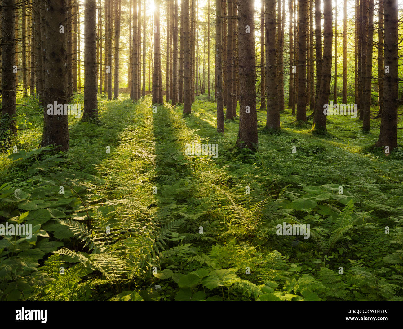 Monoculture forest europe hi-res stock photography and images - Alamy