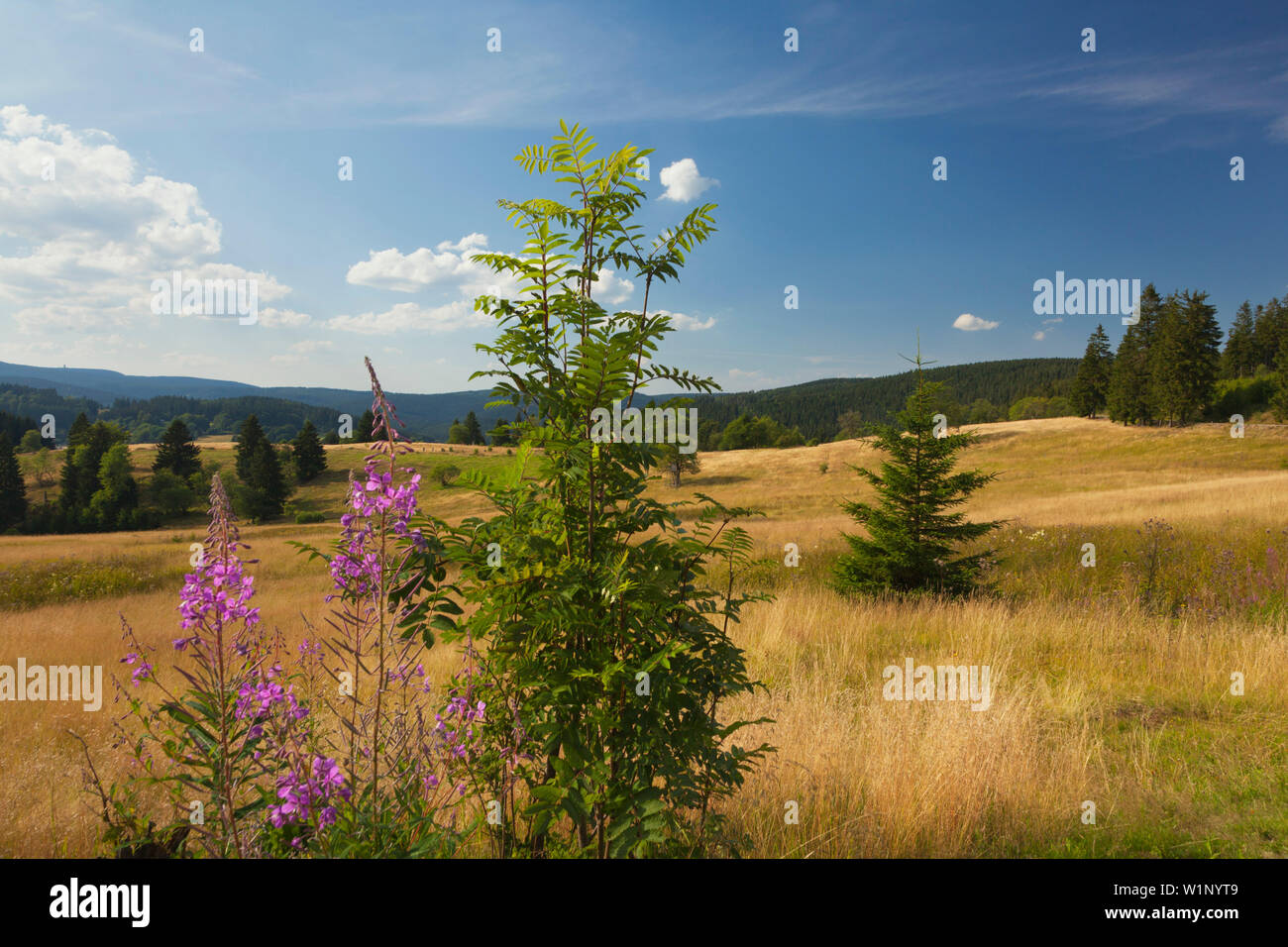 Rennsteig hi-res stock photography and images - Alamy