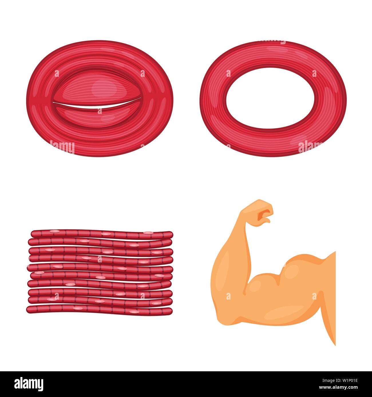 Vector design of muscle and cells logo. Collection of muscle and ...