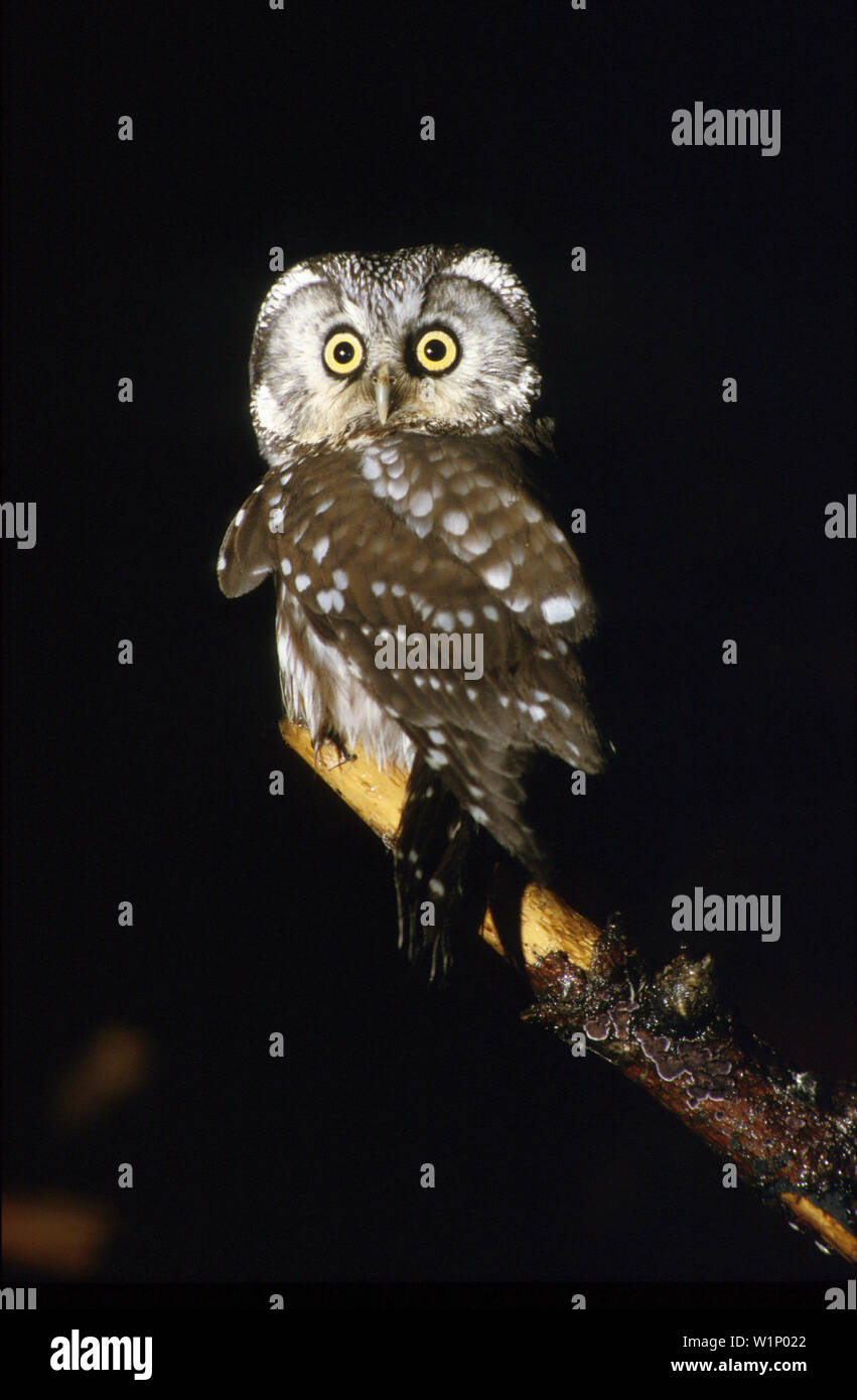 Rauhfusskauz, Aegolius Funereus Stock Photo - Alamy
