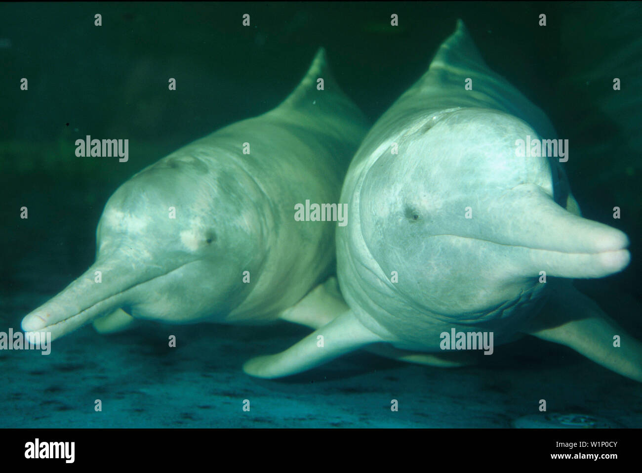 Amazonas-Delphin, Flussdelphin, im Zoo Stock Photo - Alamy