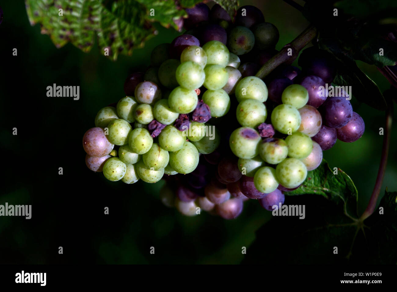 Science of grapes hi-res stock photography and images - Alamy