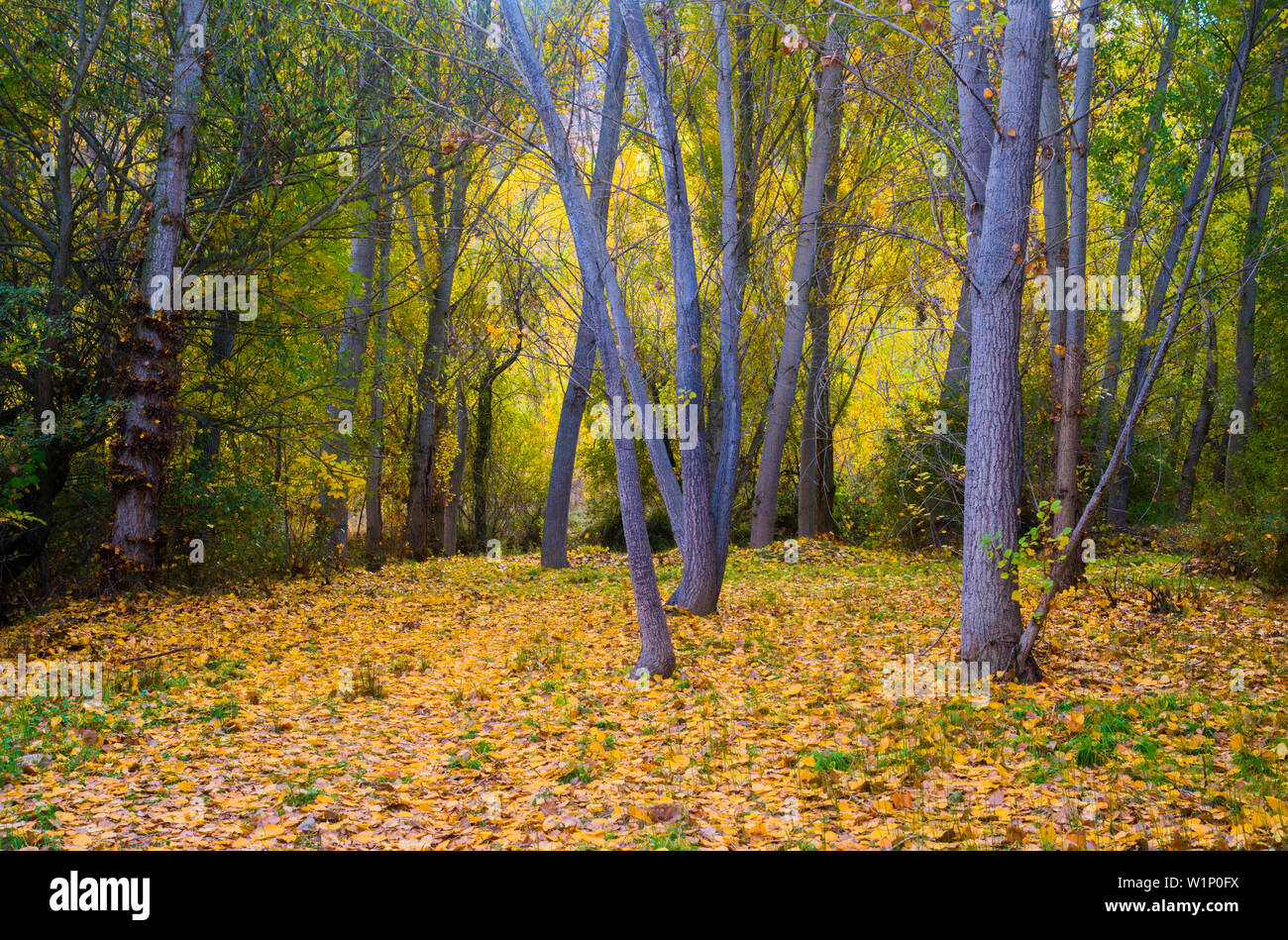 Bosque forestal hi-res stock photography and images - Alamy