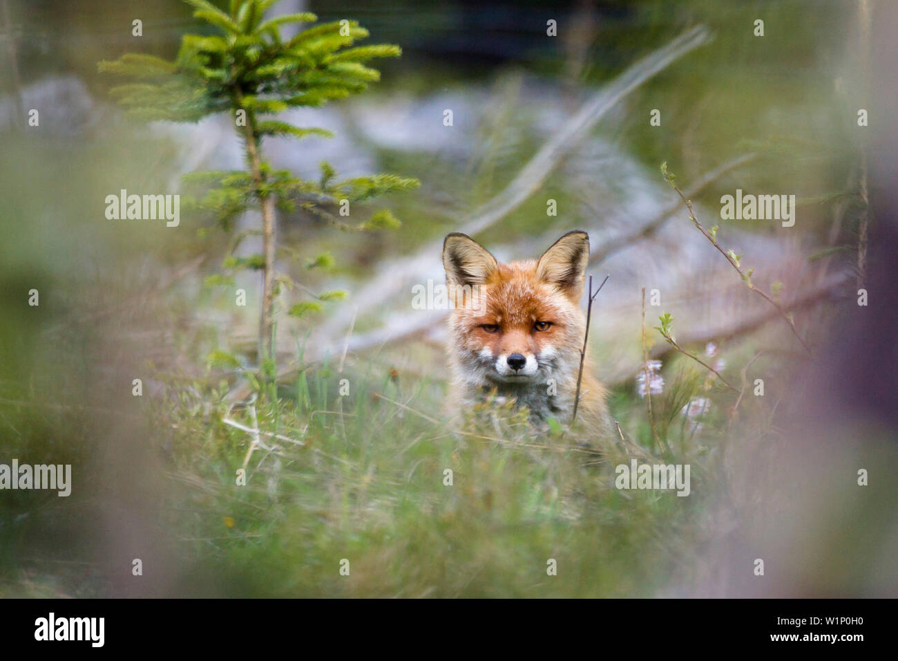 Red Fox, Vulpes vulpes, Bavaria, Germany, Europe Stock Photo - Alamy