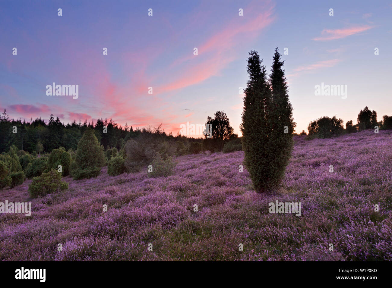 Lueneburger heide sunset hi-res stock photography and images - Alamy
