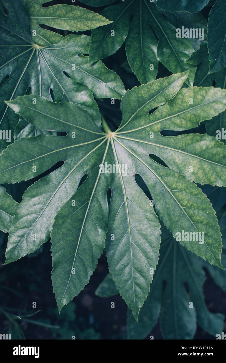 Large green leaf of tropical plant. Natural tropical background ...