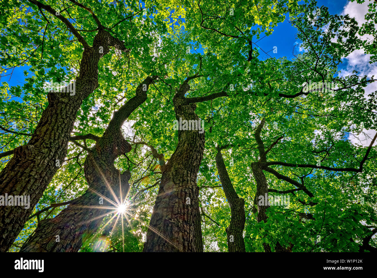 Tree from the trunk to the crown Stock Photo - Alamy