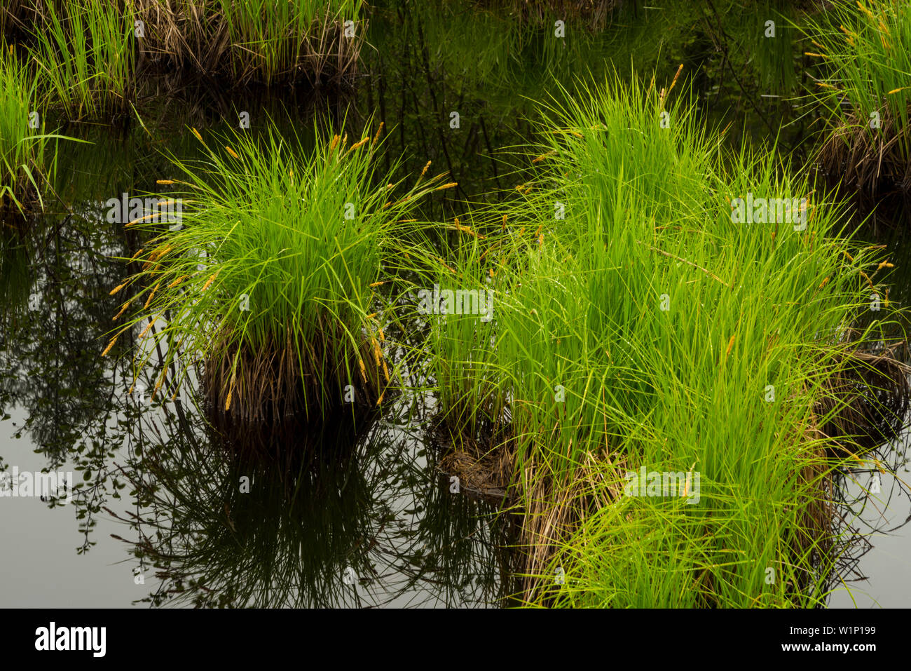 Wetland grasses in the Chequamegon National Forest Stock Photo - Alamy