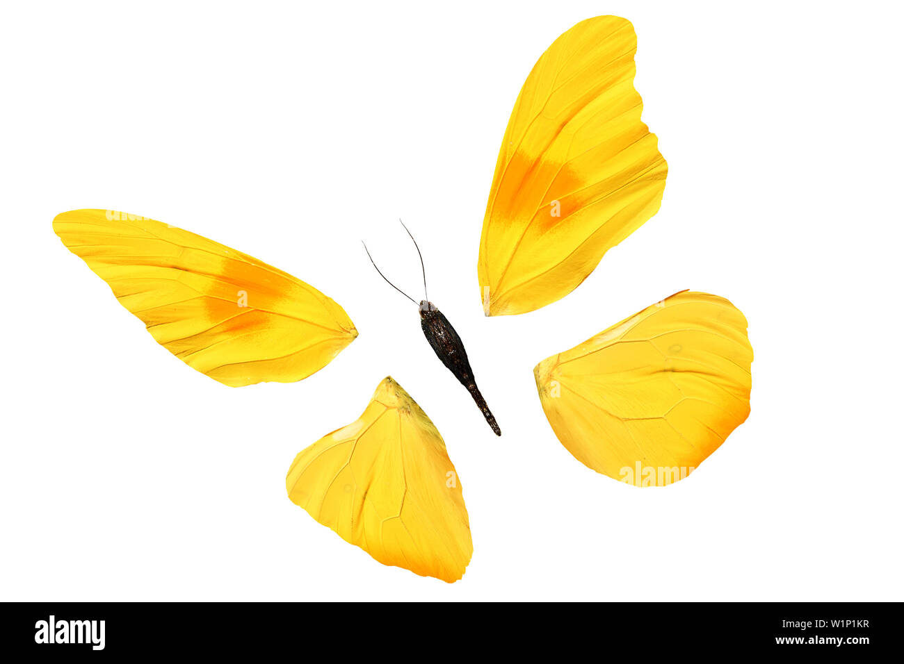 yellow butterfly disassembled into parts. isolated on white background ...