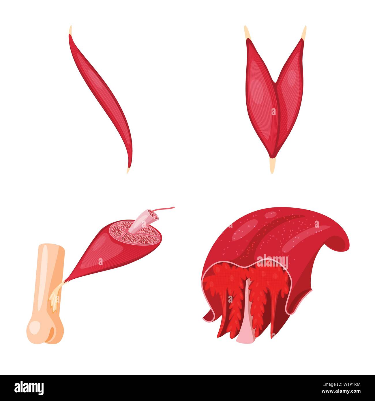 Vector illustration of muscle and cells sign. Set of muscle and anatomy ...