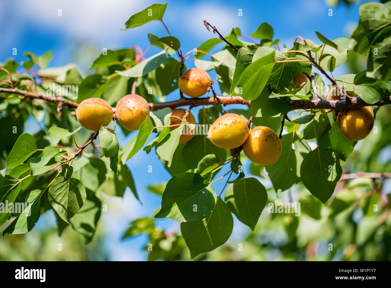 Fresh ripe apricots on tree branch close up Stock Photo - Alamy