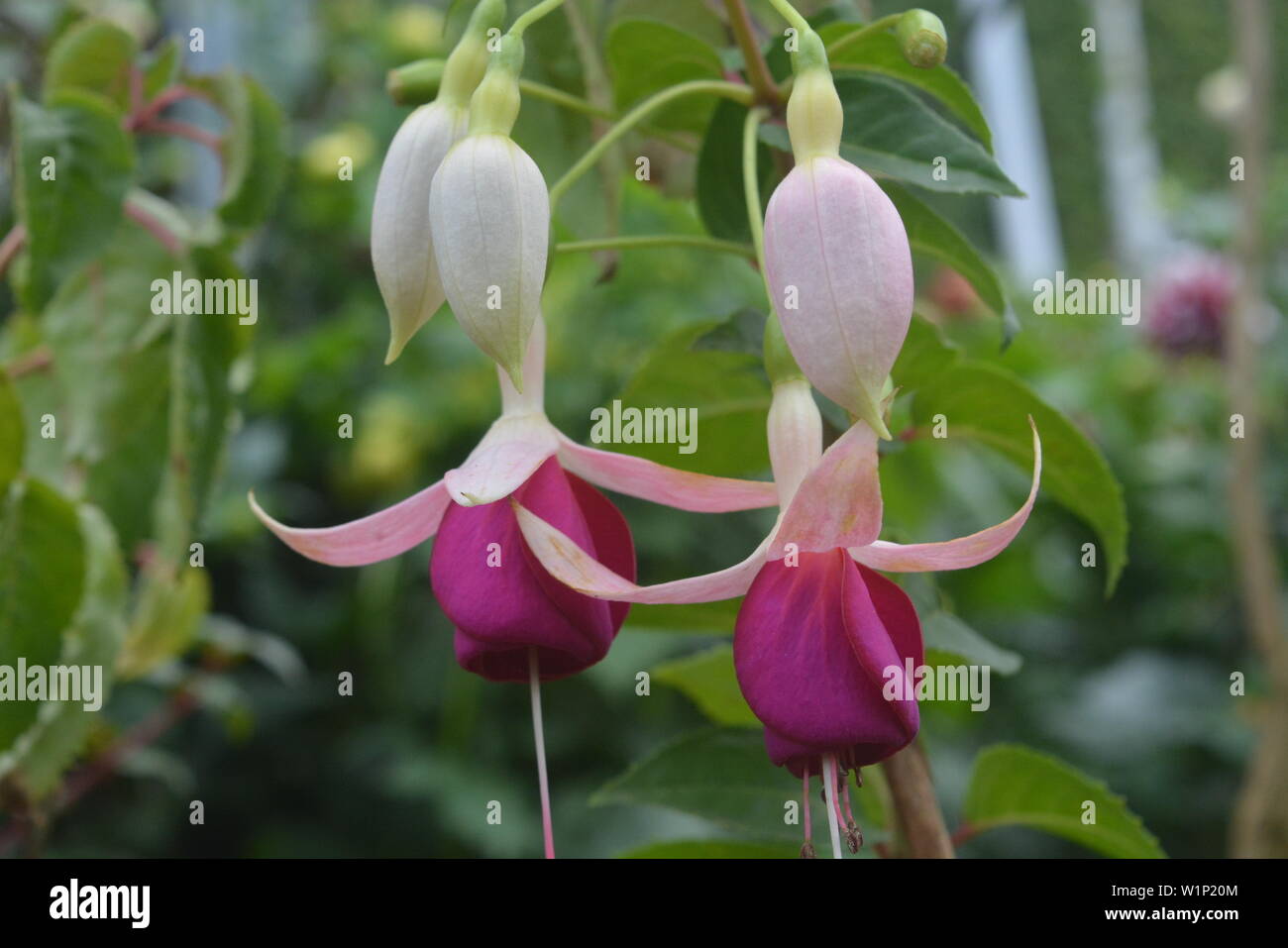 Flowers at Munnar Garden Stock Photo - Alamy