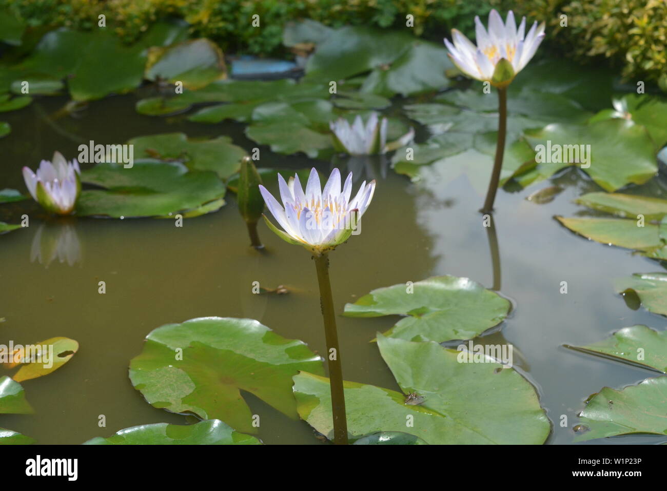 Beautiful flowers of kerala hi-res stock photography and images - Alamy