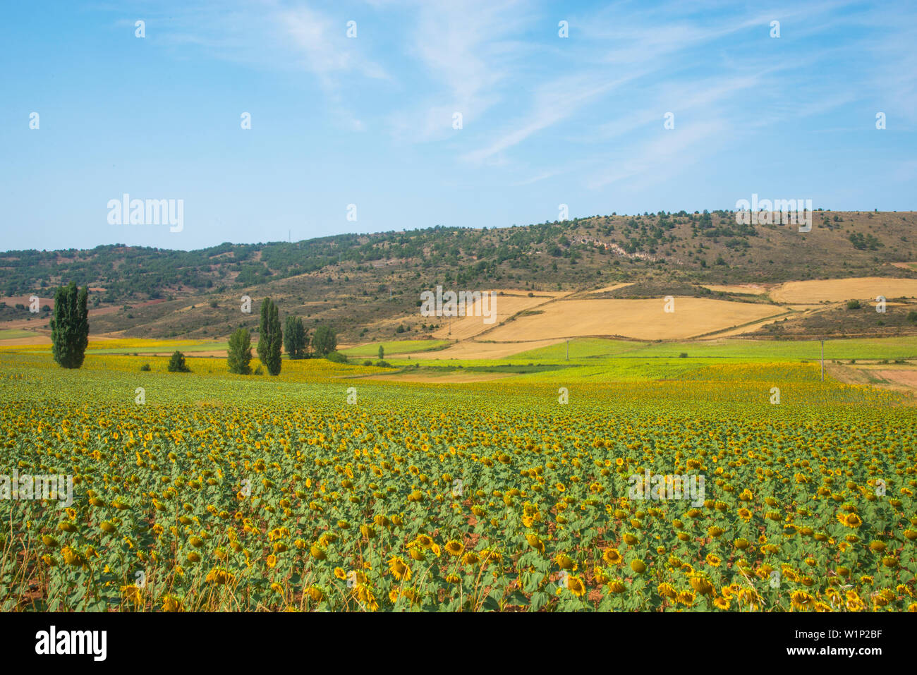Sunflowers field. Guadalajara, Spain Stock Photo - Alamy