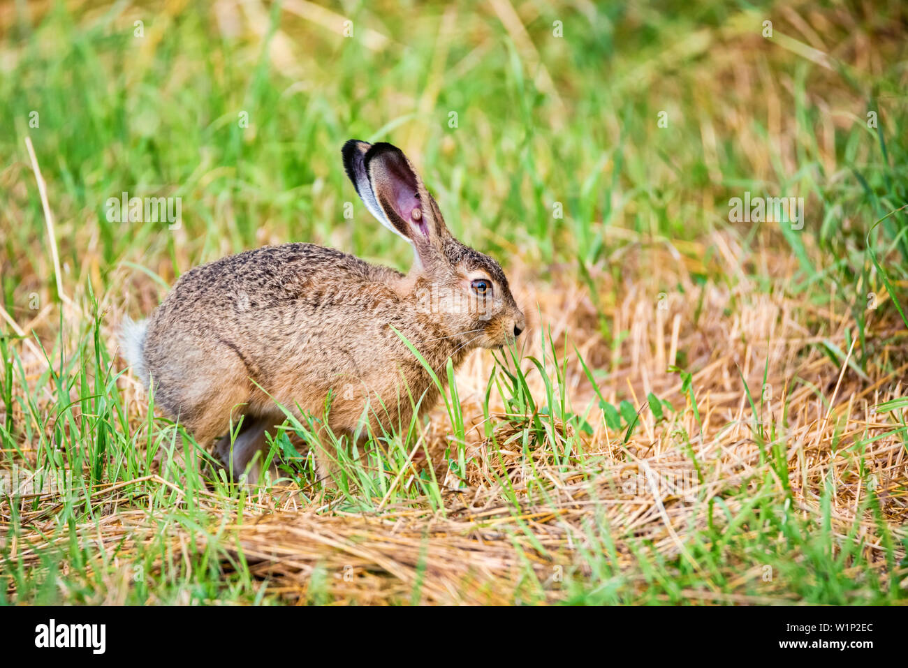 Hare leaping hi-res stock photography and images - Alamy