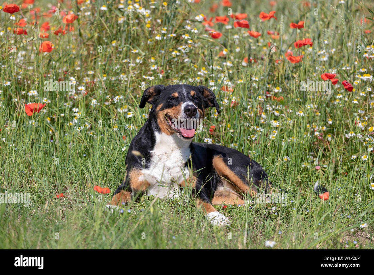 Appenzeller sennenhund dog appenzell hi-res stock photography and ...