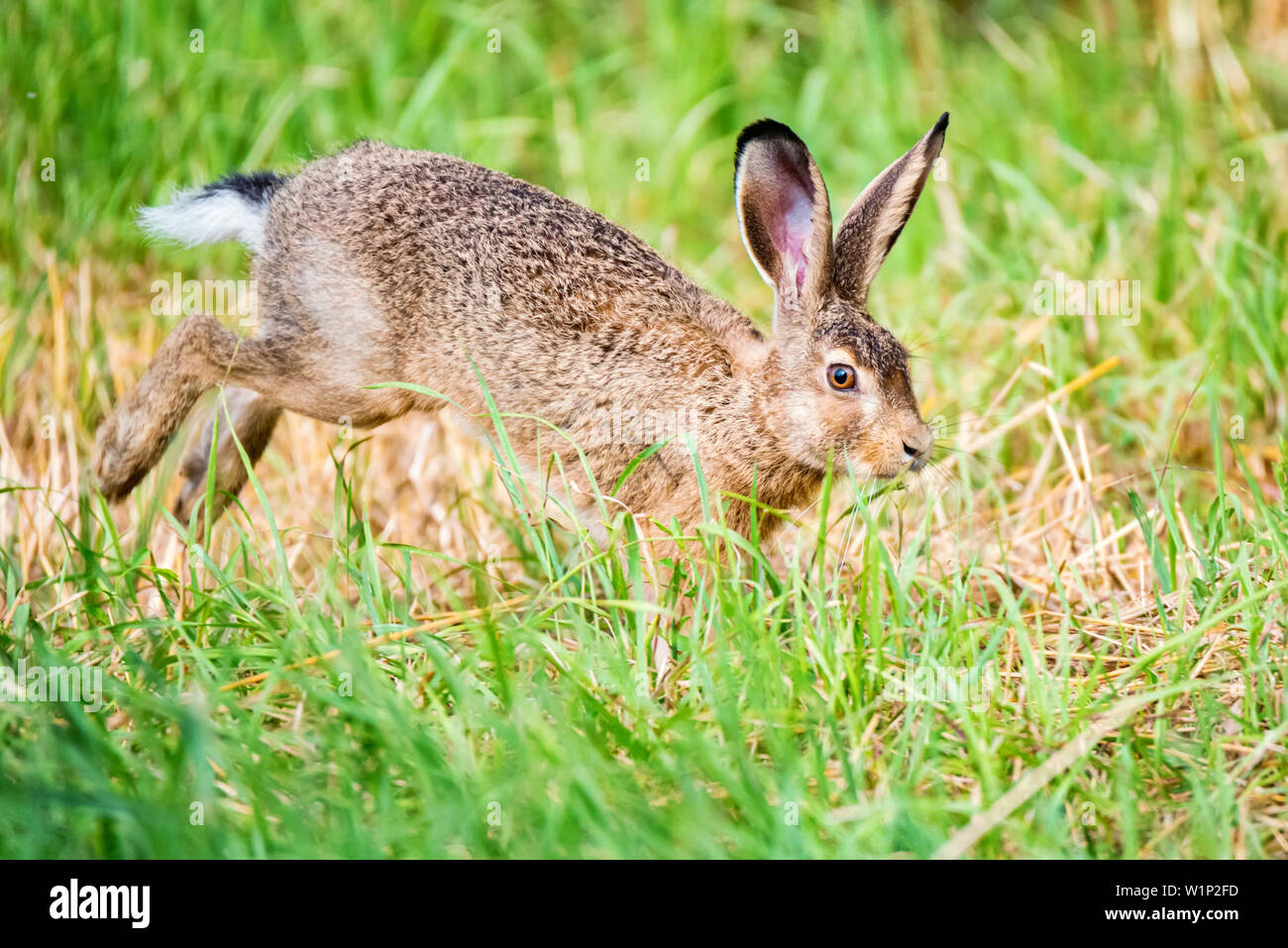 Spring hare leaping hi-res stock photography and images - Alamy