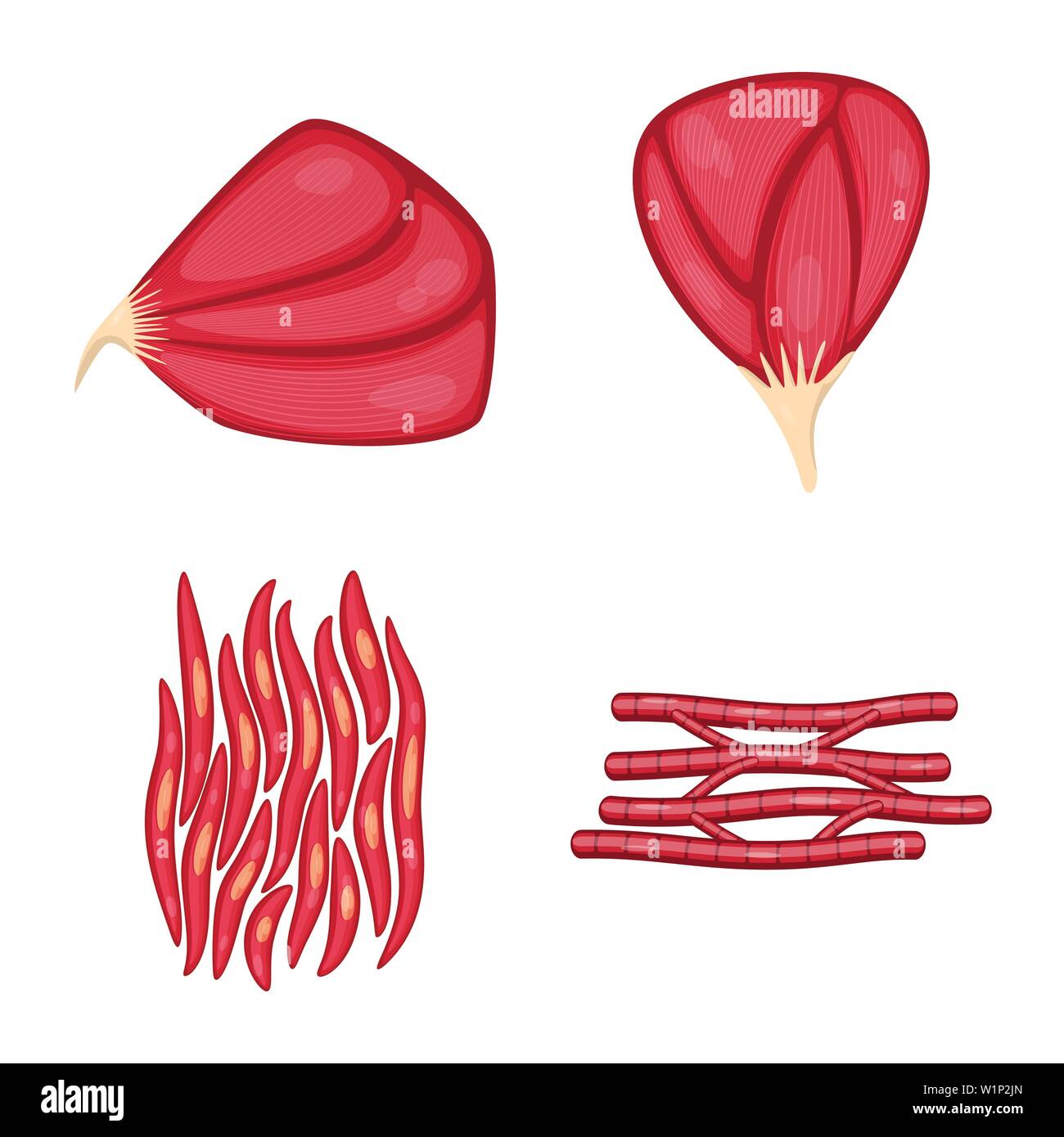 Vector illustration of muscle and cells sign. Set of muscle and anatomy ...