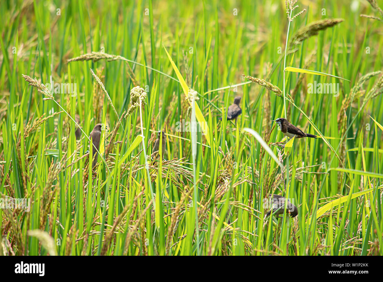 Rice eating birds hi-res stock photography and images - Alamy