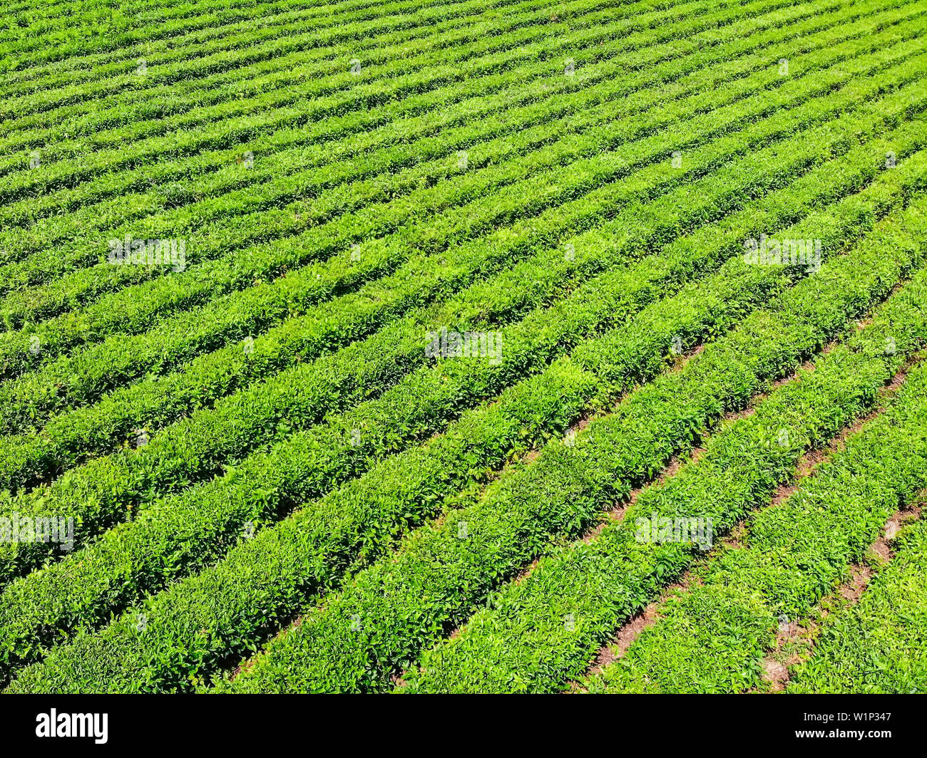 Top view of green tea plantation taken by drone camera Stock Photo - Alamy