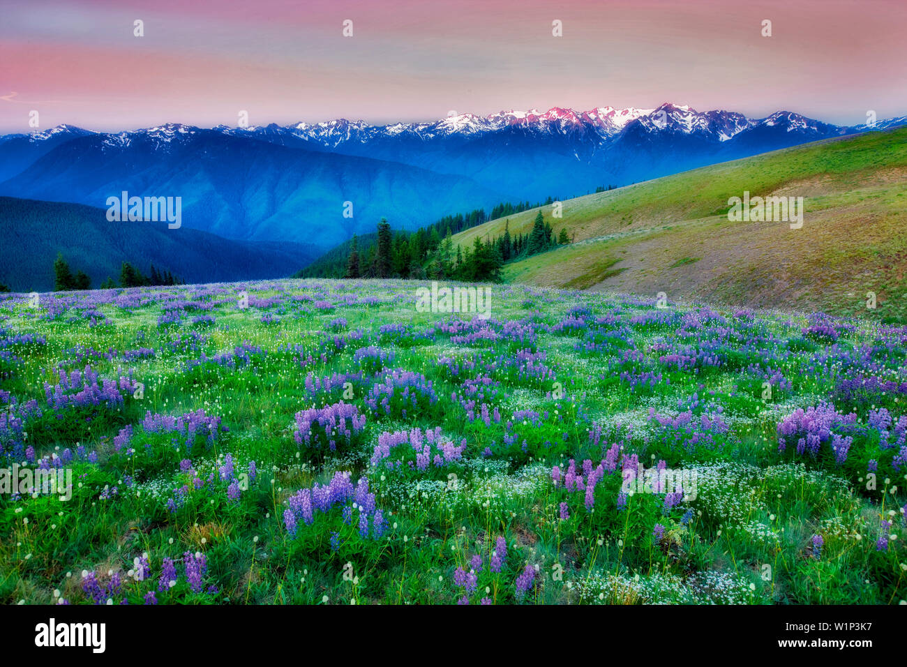 Mixed wildflowers. Mostly lupineand pussy toes. Hurricane Ridge ...