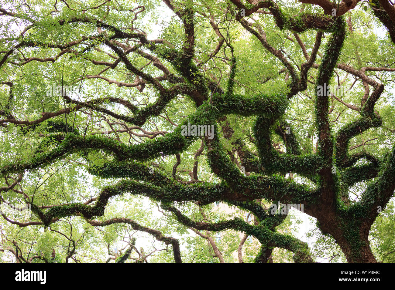 Big tree curly branches and foliage Stock Photo - Alamy
